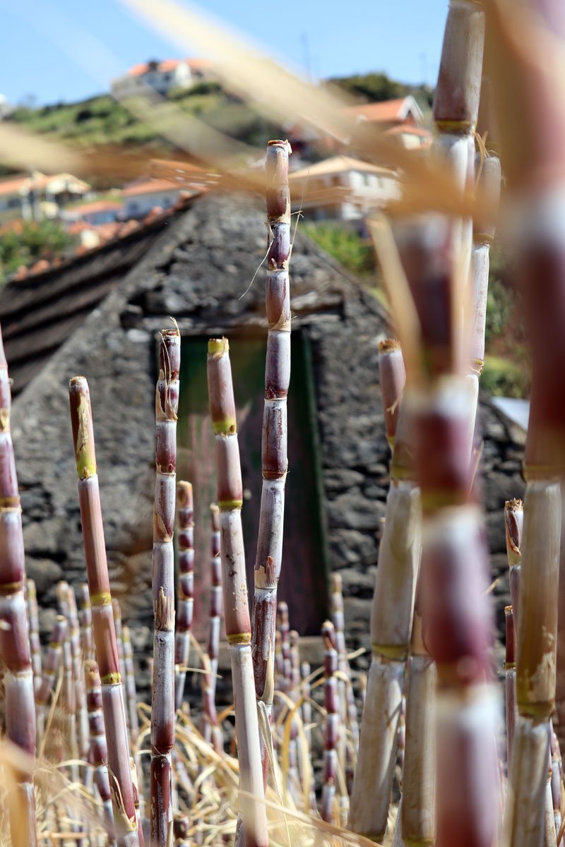 Cane Production - MADEIRA RUM HOUSE